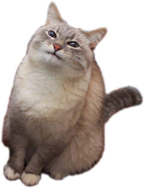 Download Blin Cat PNG Image with No Background - PNGkey.com