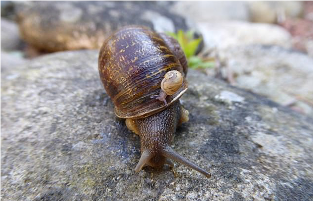 Download 960 X 400 3 - Snail Out Of Shell PNG Image with No Background ...